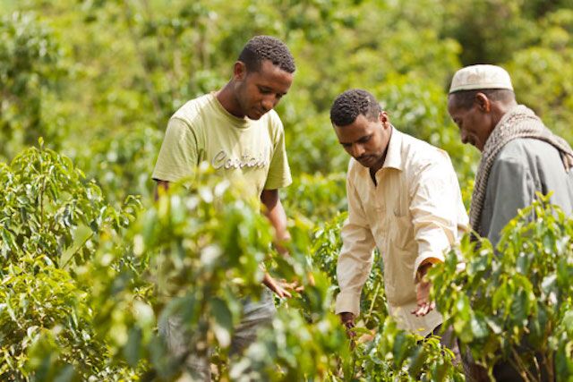 How to Help Coffee Farmers Manage Climate Change Threats