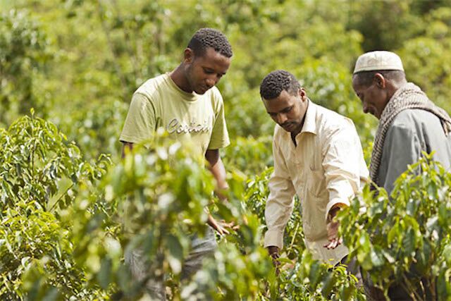 Nespresso Wins Award for Coffee Programs in Kenya & Ethiopia