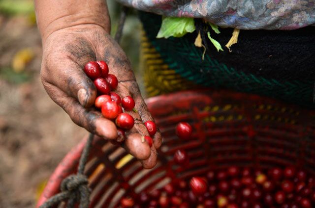 3 Ways Farmers Can Help Combat Climate Change - TechnoServe