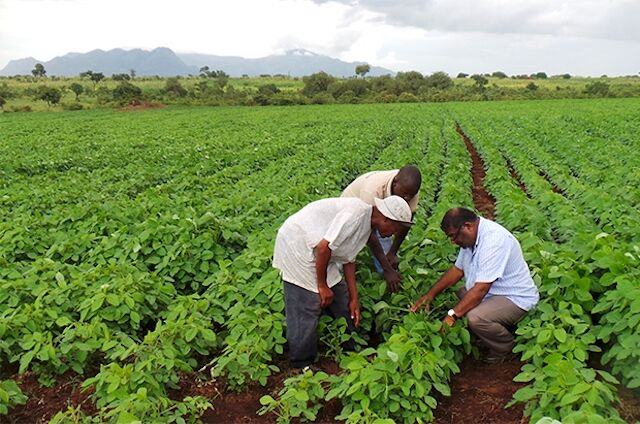 A New Model for Producing Seed in Mozambique - TechnoServe