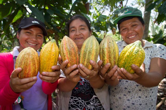 Building a Sustainable Cocoa Value Chain in Peru