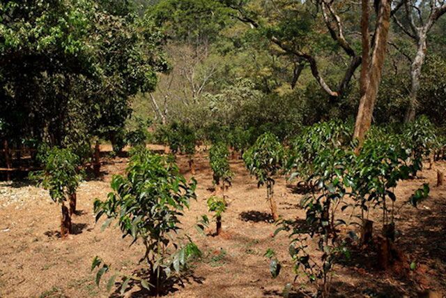 Learning How to Create a Coffee Husk Market in Ethiopia