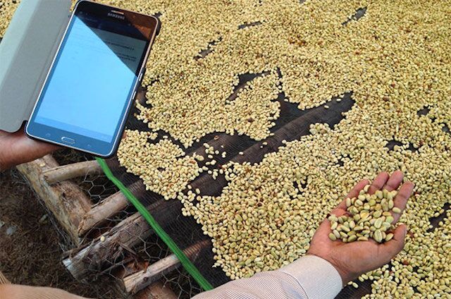 Coffee Agronomy Training & Monitoring Enters the Digital Age