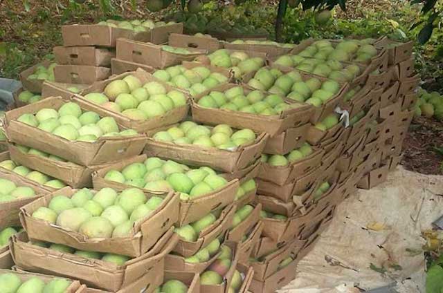 Fruit Farmers Are Looking at Ways to Reduce Food Waste