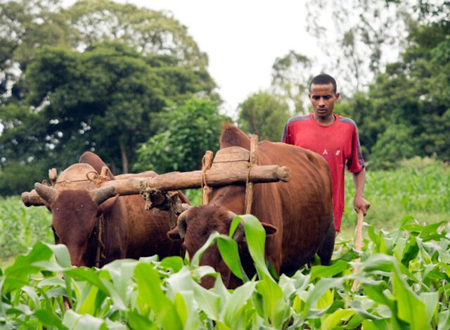 Staple Crops in Ethiopia Get a Business Approach