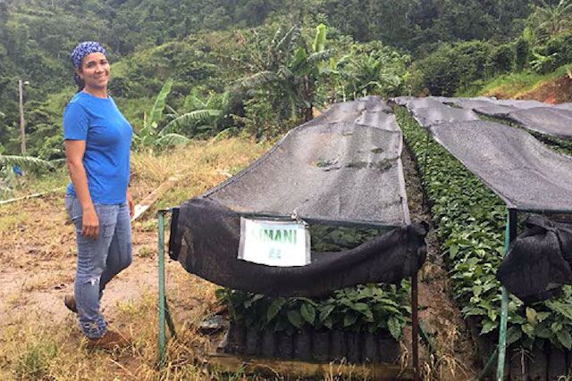 Returning Home to Revive Puerto Rico's Coffee Industry