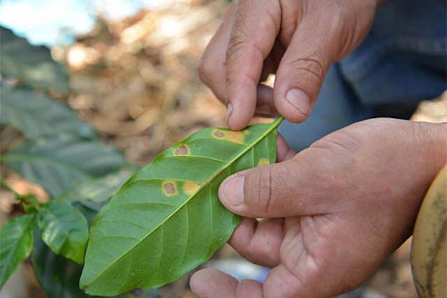 Training to Transform the Future of Coffee in Guatemala