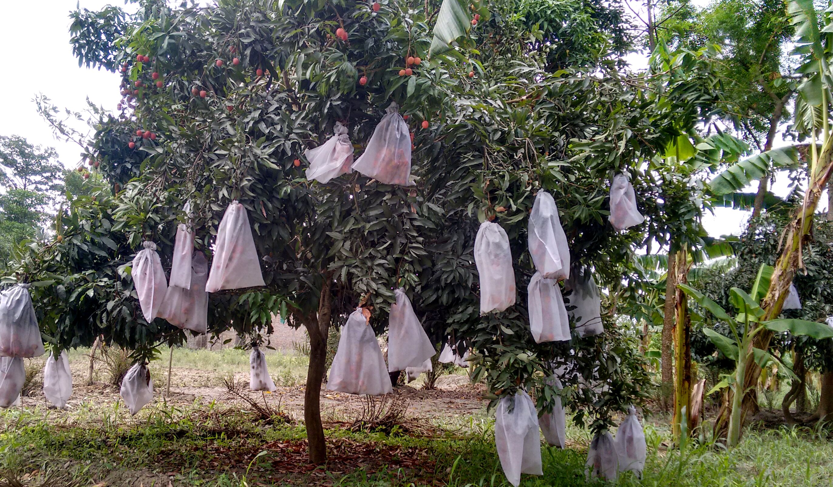 Recreating the Litchi Value Chain in India Through Women