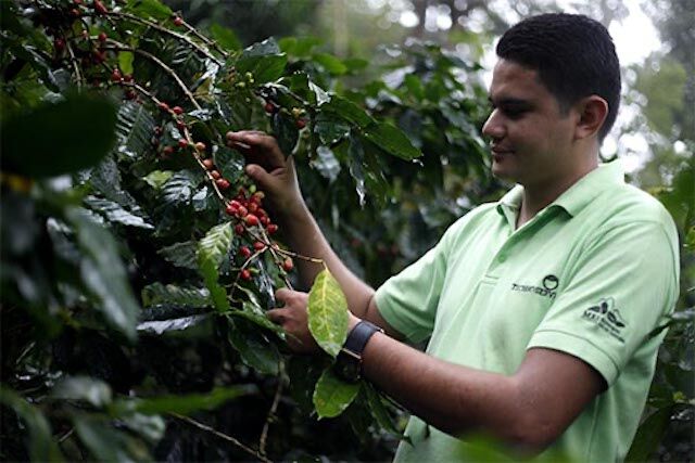 One Family Farm Creates Its Livelihood on Coffee