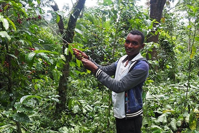 How Coffee Can Save Ethiopia’s Forests - TechnoServe