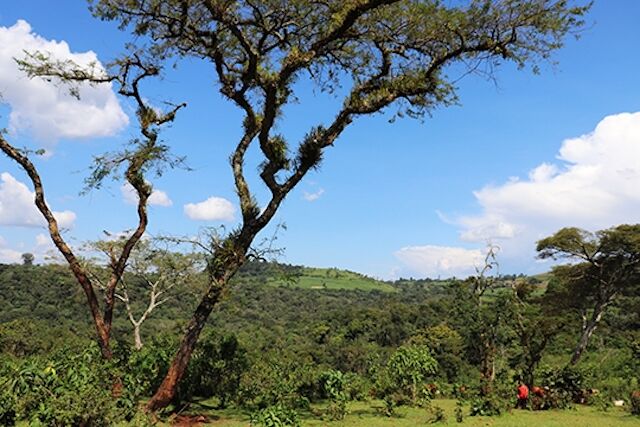 How Coffee Can Save Ethiopia’s Forests - TechnoServe