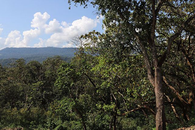 The Value of Women's Time in Ethiopia's Forests