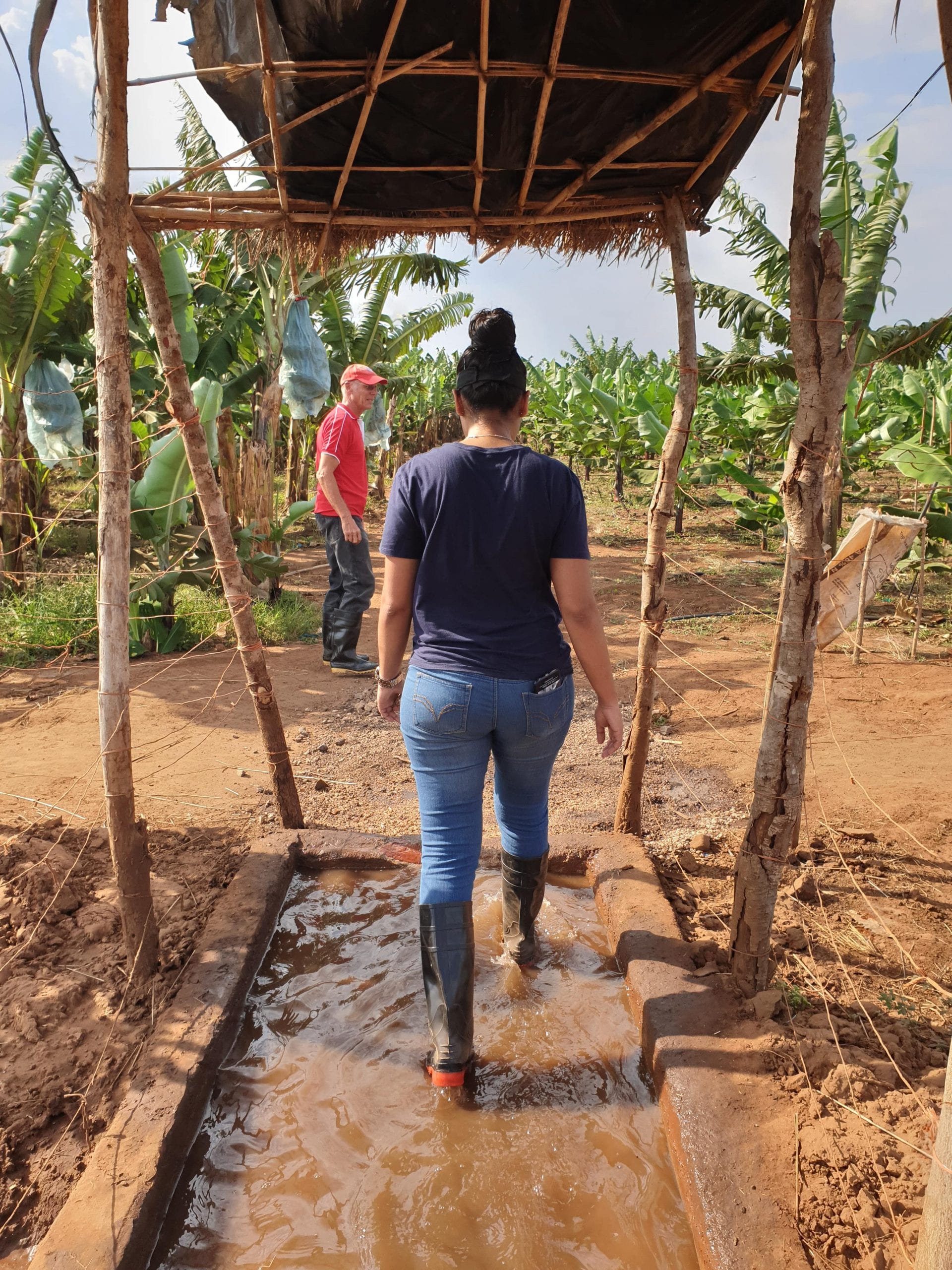Leading the Fight to Control Banana Diseases