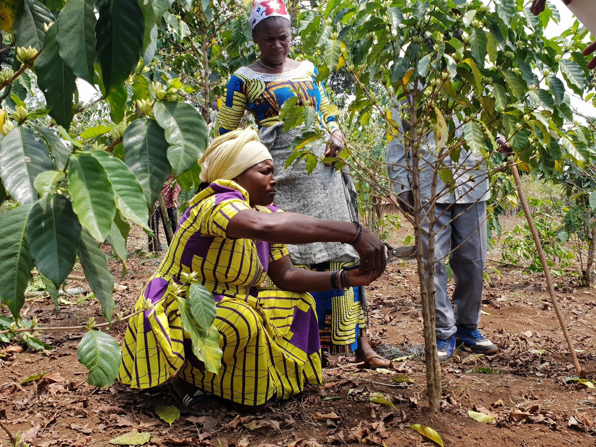 Coffee is Making a Comeback in the Democratic Republic of Congo ...