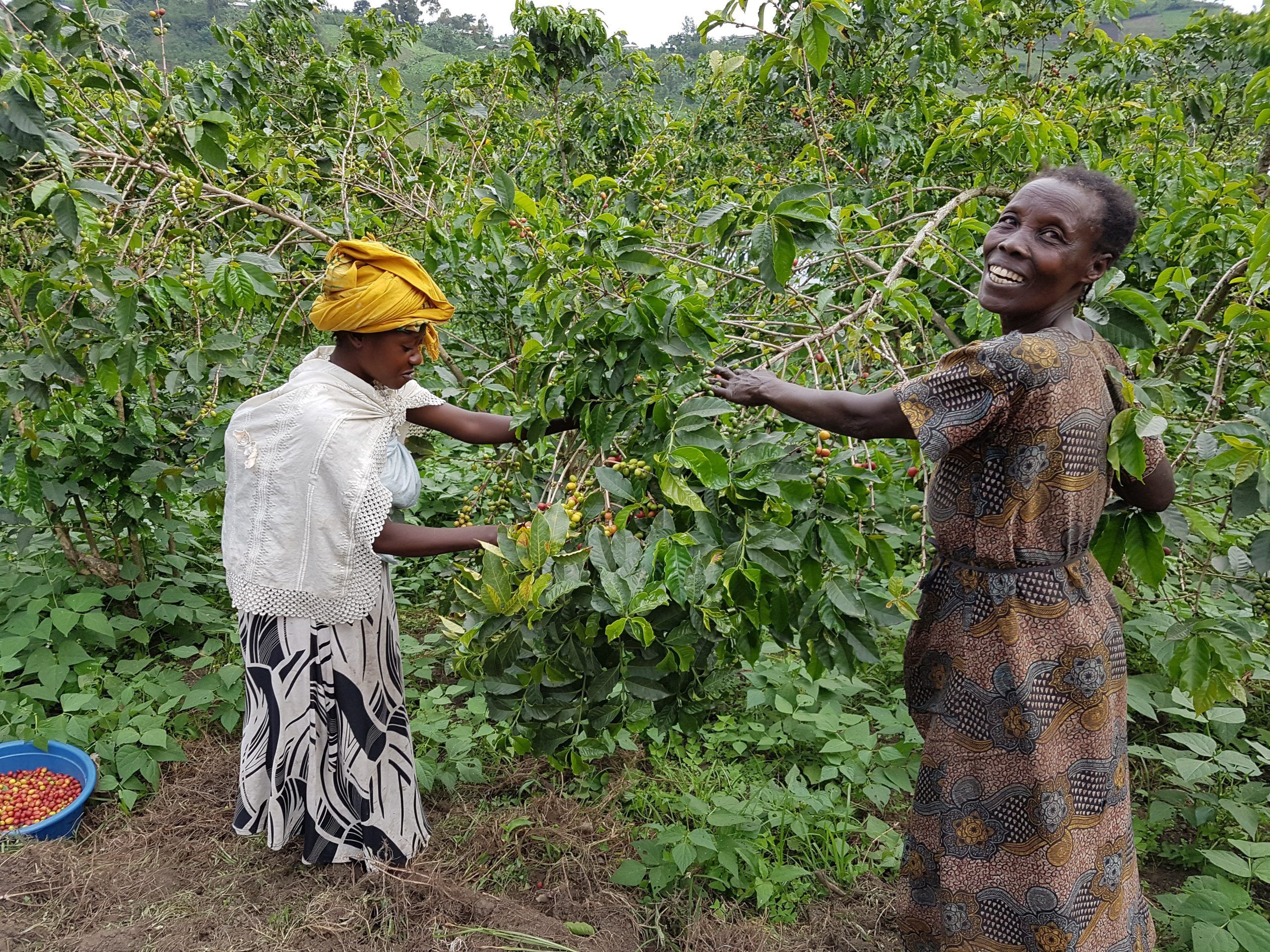 Coffee is Making a Comeback in the Democratic Republic of Congo ...