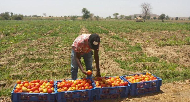 3 Big Ways to Reduce Small Farm Emissions - TechnoServe