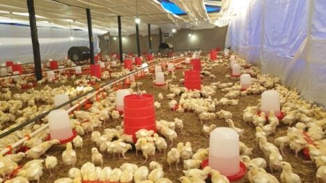 Anglo Takura Agricultural Value Chains Program - TechnoServe