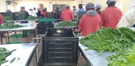 Anglo Takura Agricultural Value Chains Program - TechnoServe