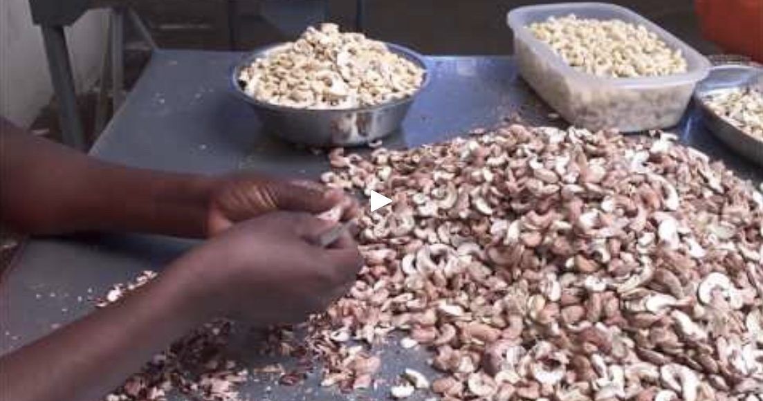 MozaCajú presents: How to grow and process cashew nuts - TechnoServe