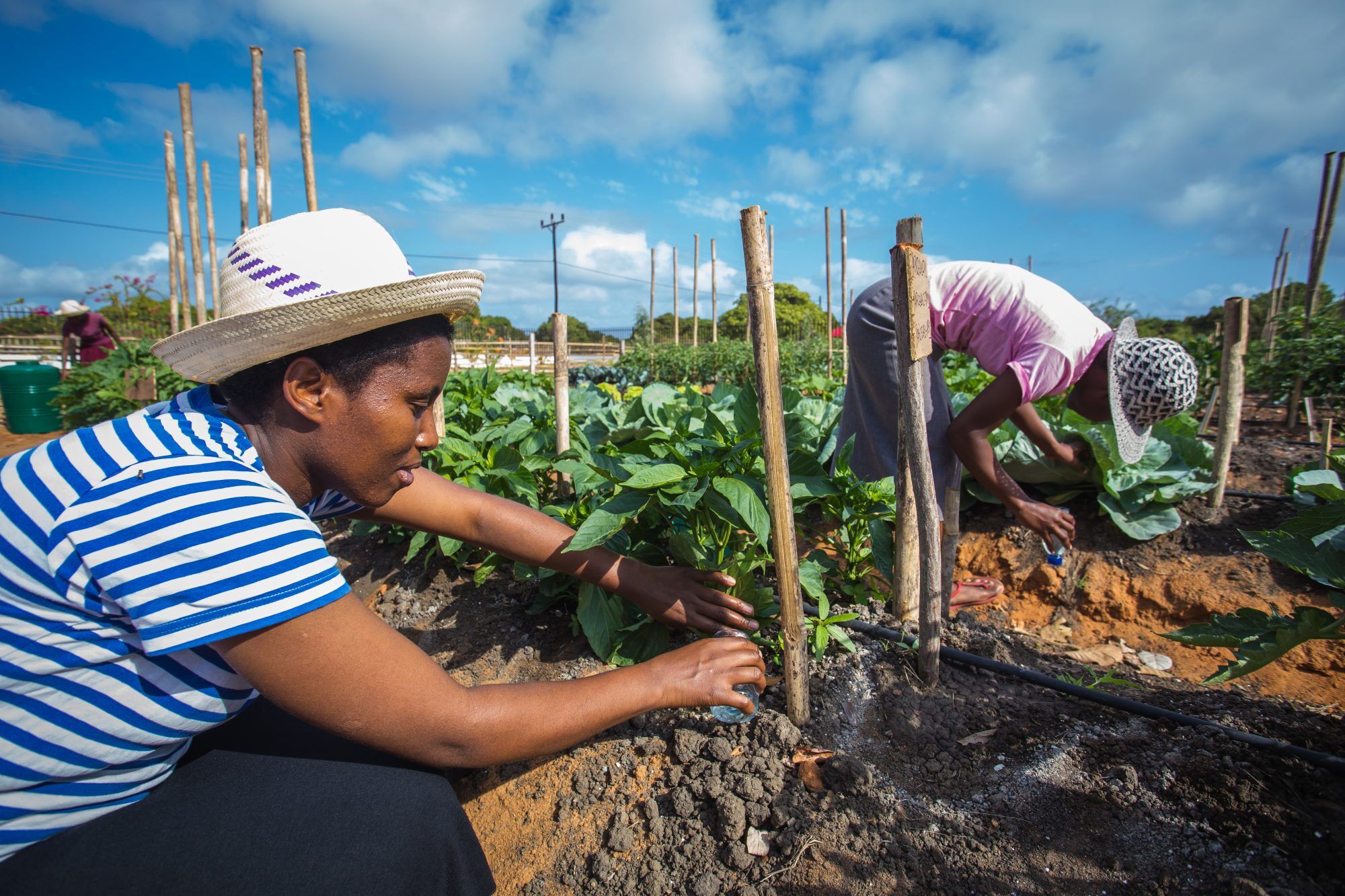 Contact Us - TechnoServe Business Solutions to Poverty