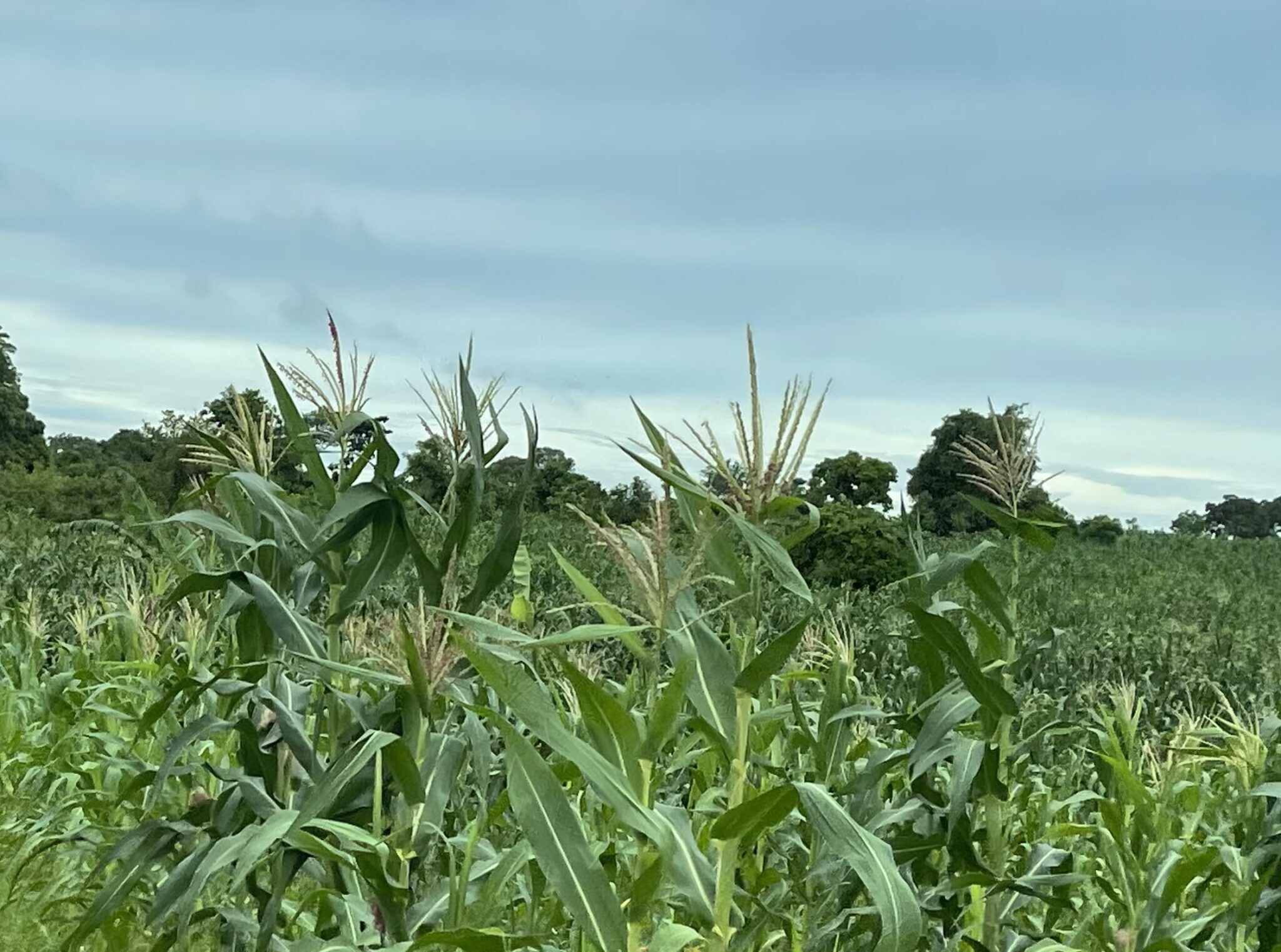 STOP Food Loss: FTF Premier-Oholo (PRO) and METL Partnership to ...