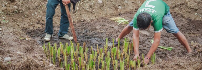 Vetiver Wetlands: A Solution for Coffee Wastewater Pollution