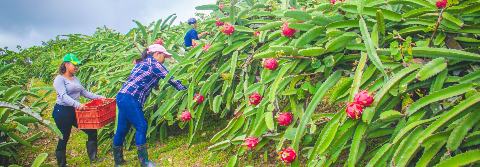 TechnoServe Stories: Top 5 Impactful Initiatives of 2024