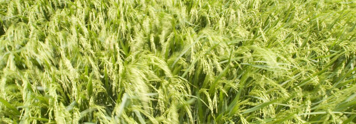 Promoting Rice Fortification in Nigeria (PRiFN) Project - TechnoServe