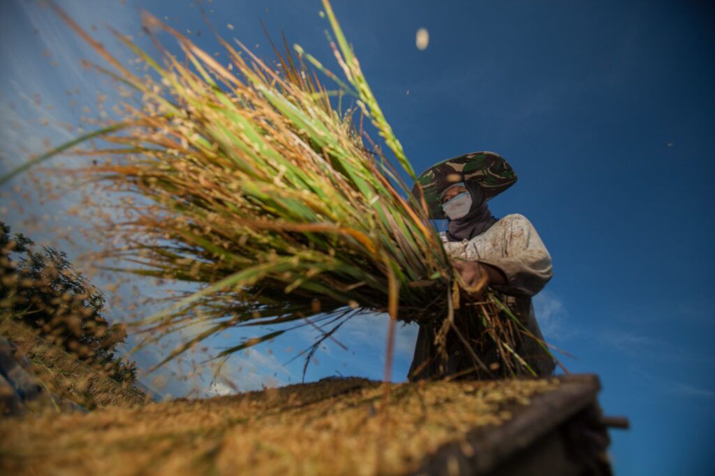 Food Fortification Programs: Scaling Nutrition to Fight Malnutrition