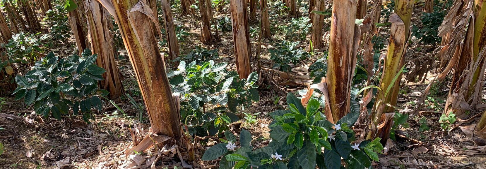 Polygon Mapping: Supporting Sustainable Agriculture