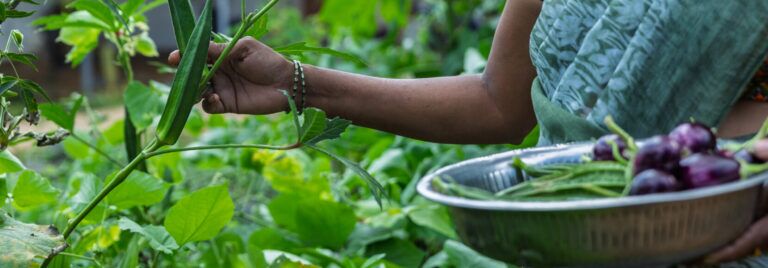 Hidden Hunger: The Invisible Crisis & Sustainable Solutions