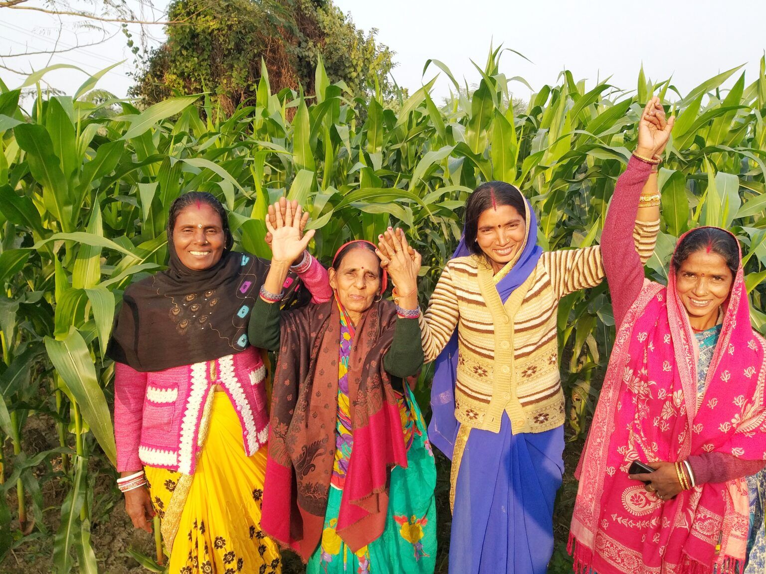 TechnoServe: Global Impact | Solutions for Poverty